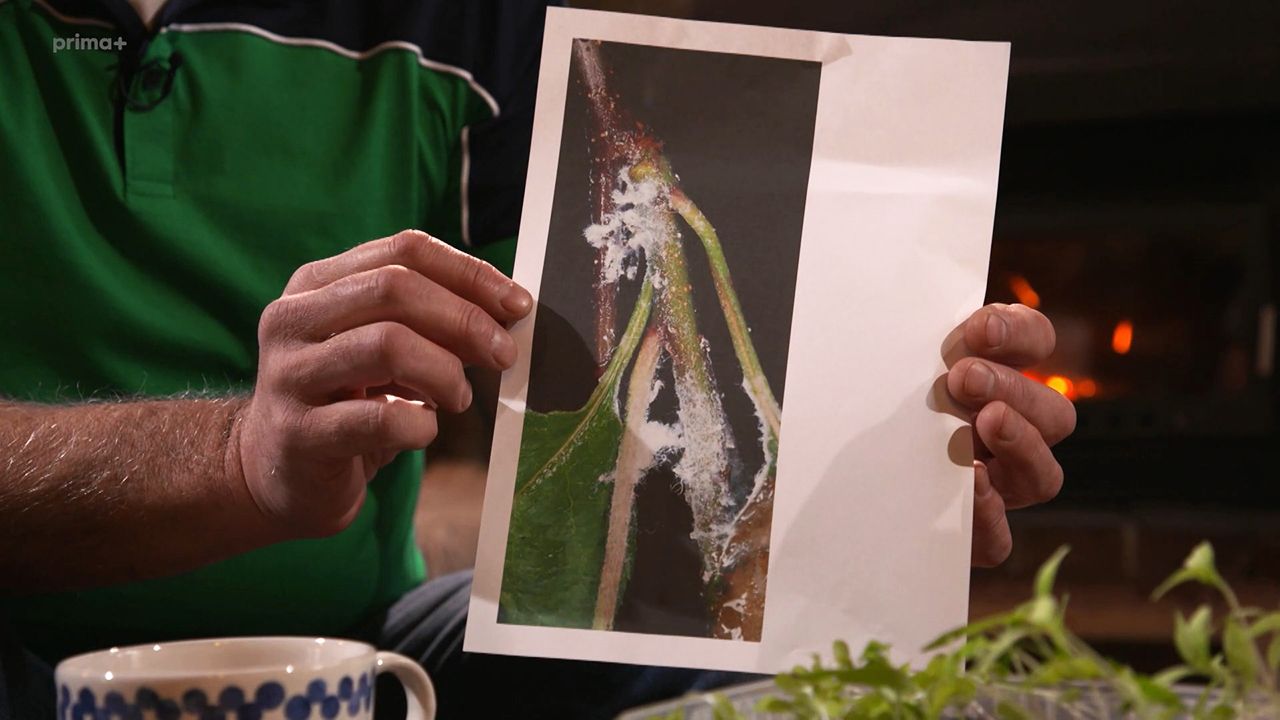 Škůdci na rostlinách? Návod, jak je účinně odstranit | Stream